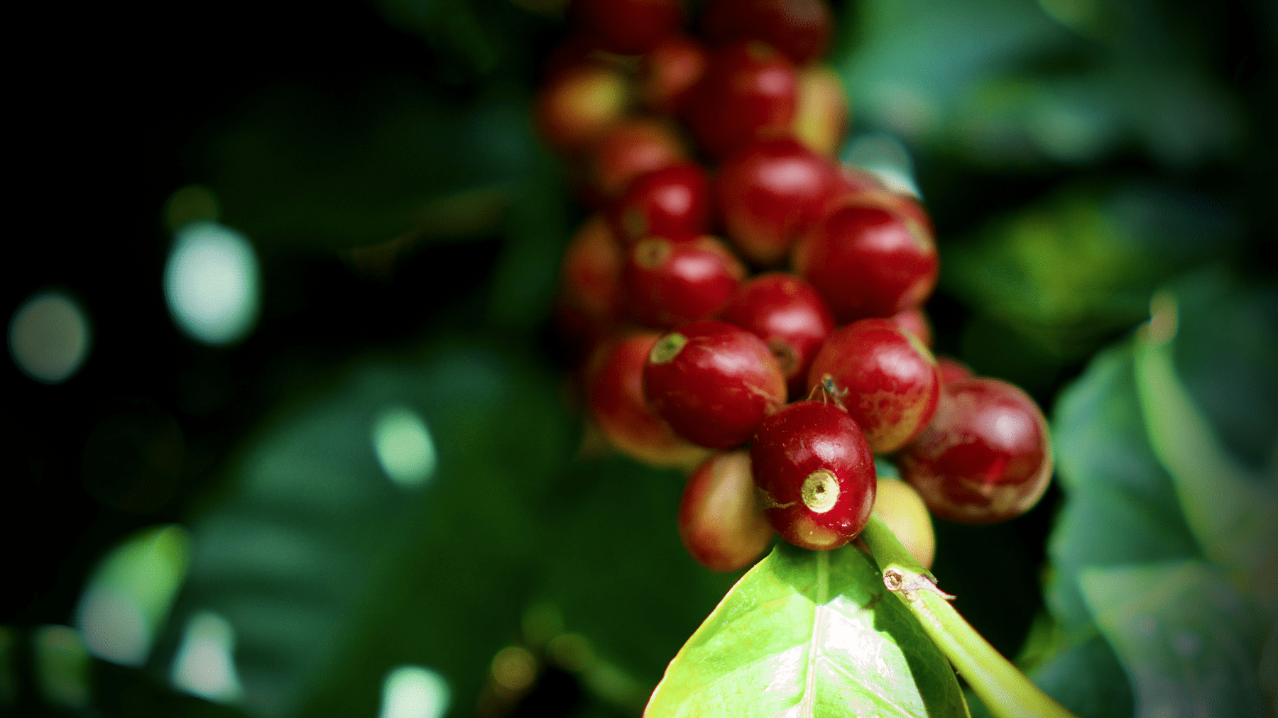 Koffee Genetics - Coffee Roasting Company – Genetics Coffee