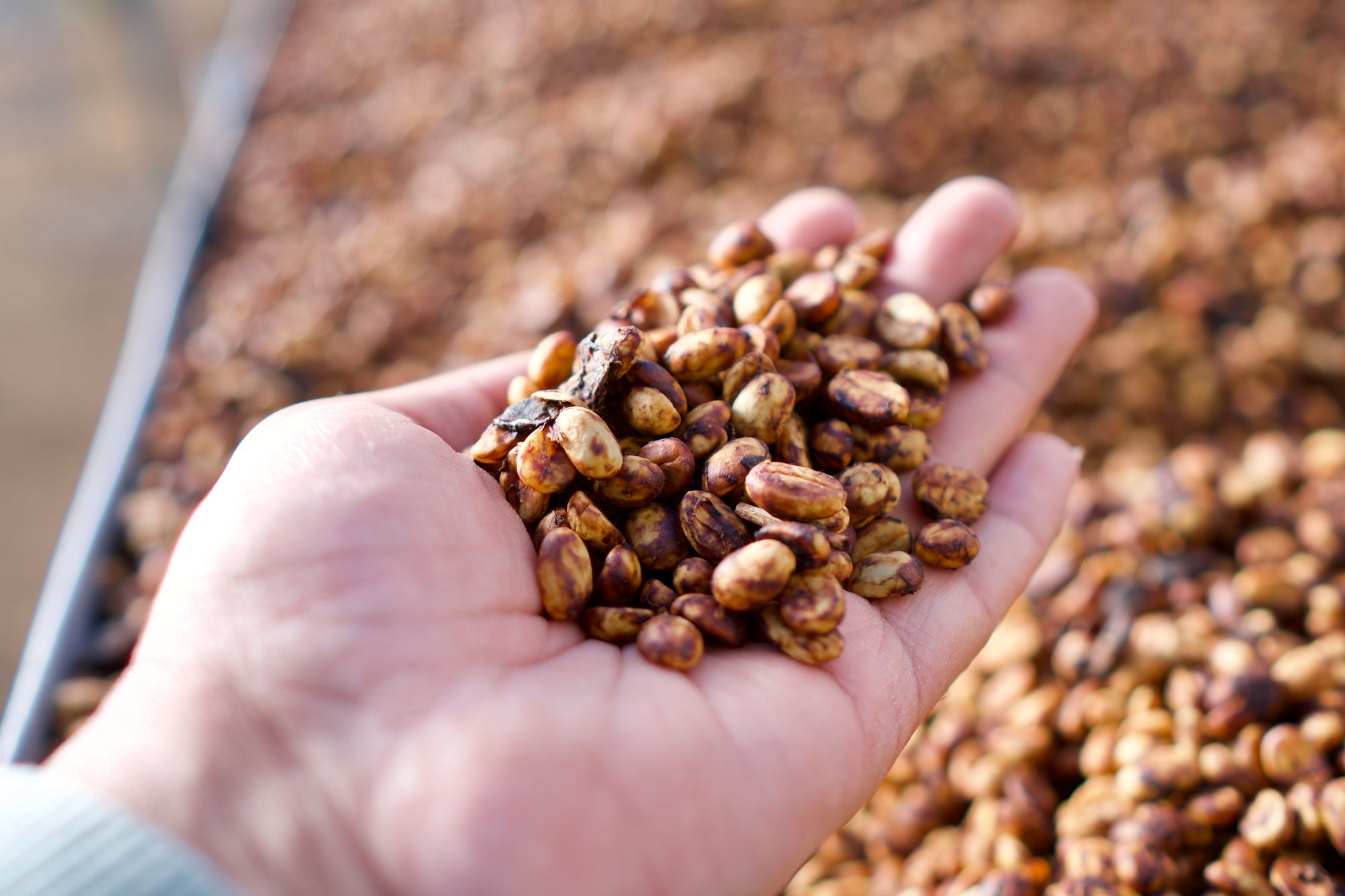 Koffee Genetics - Coffee Roasting Company – Genetics Coffee