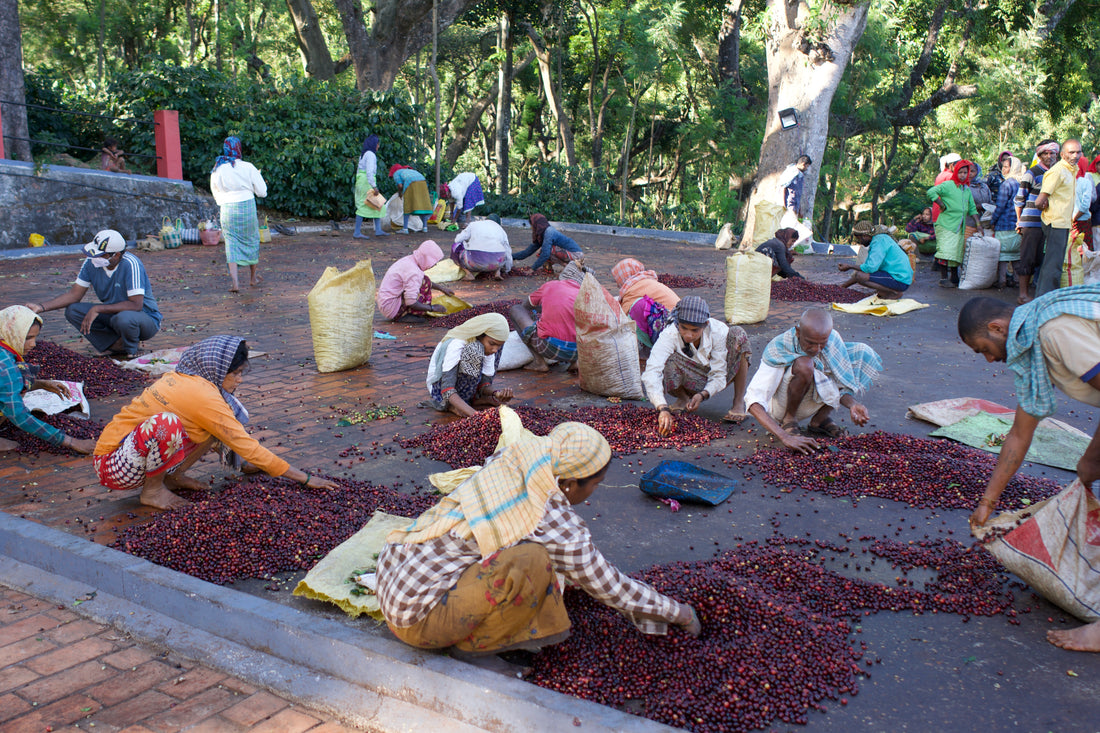 Koffee Genetics - Coffee Roasting Company – Genetics Coffee